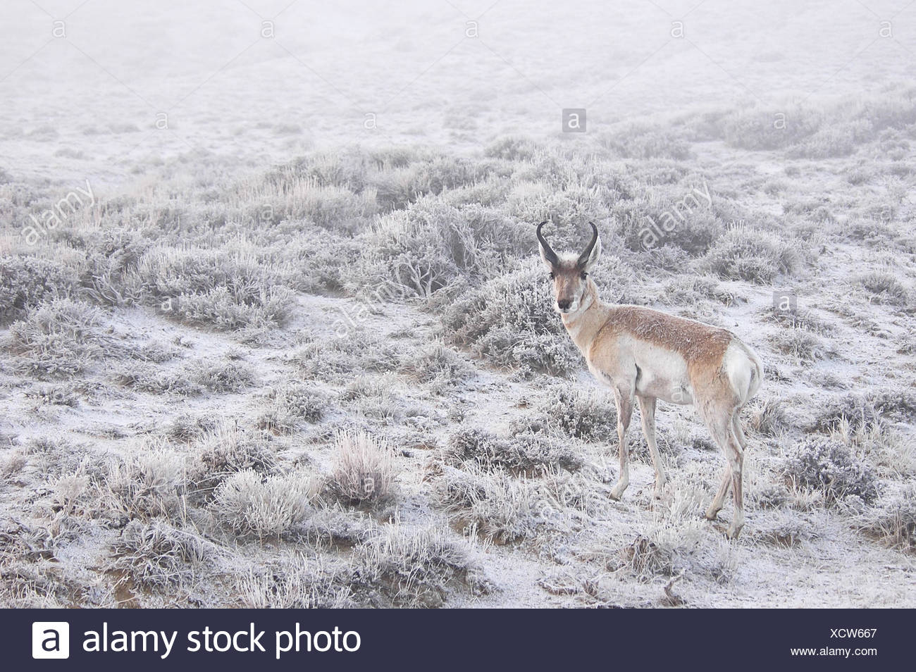 Standing Deer High Resolution Stock Photography and Images - Alamy