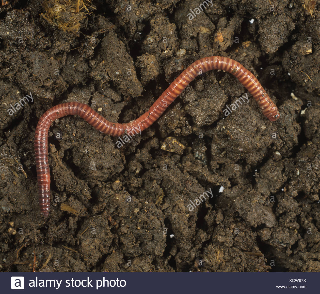 Tiger Worm High Resolution Stock Photography and Images - Alamy