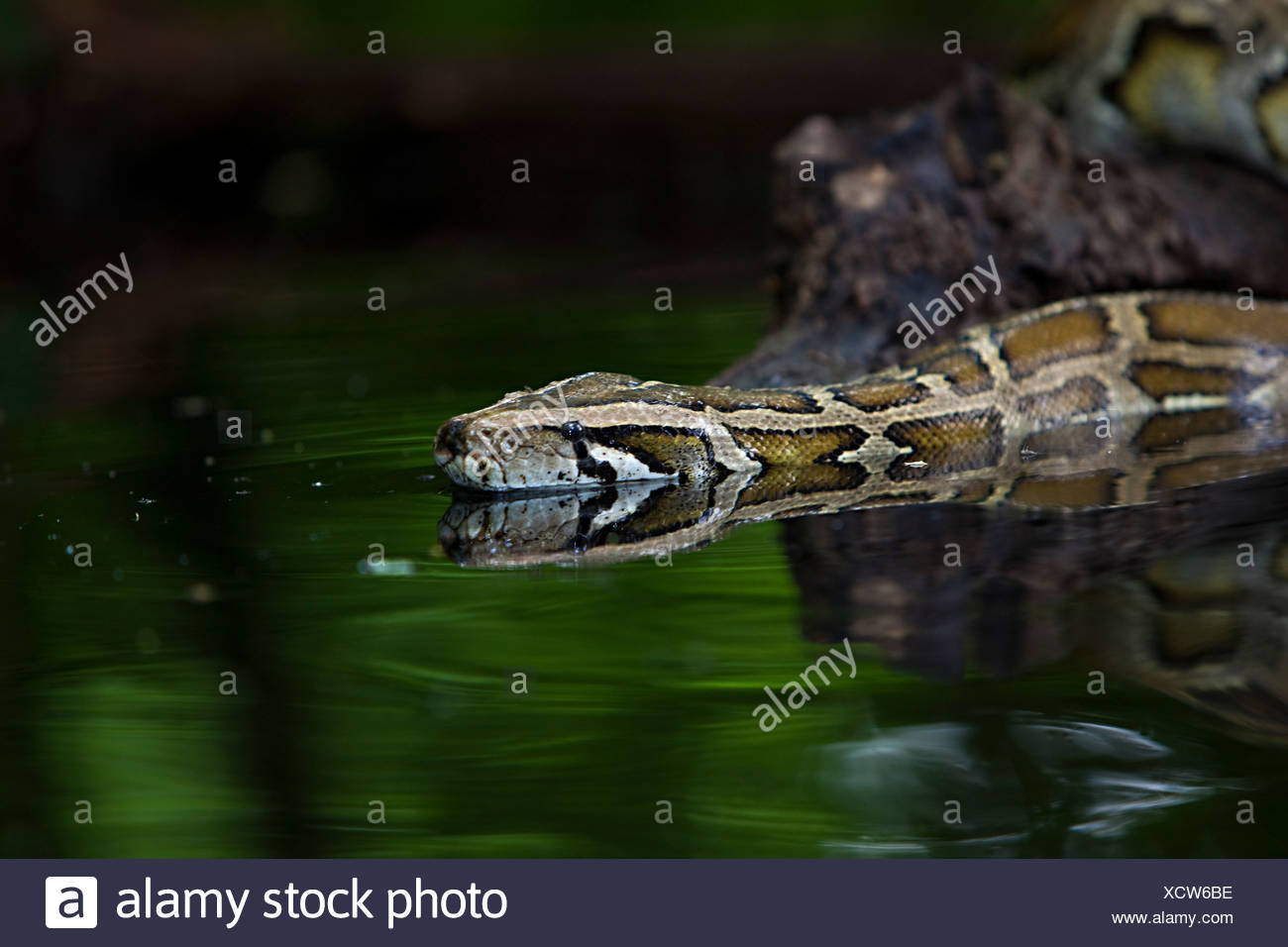 Python Molurus India High Resolution Stock Photography and Images - Alamy