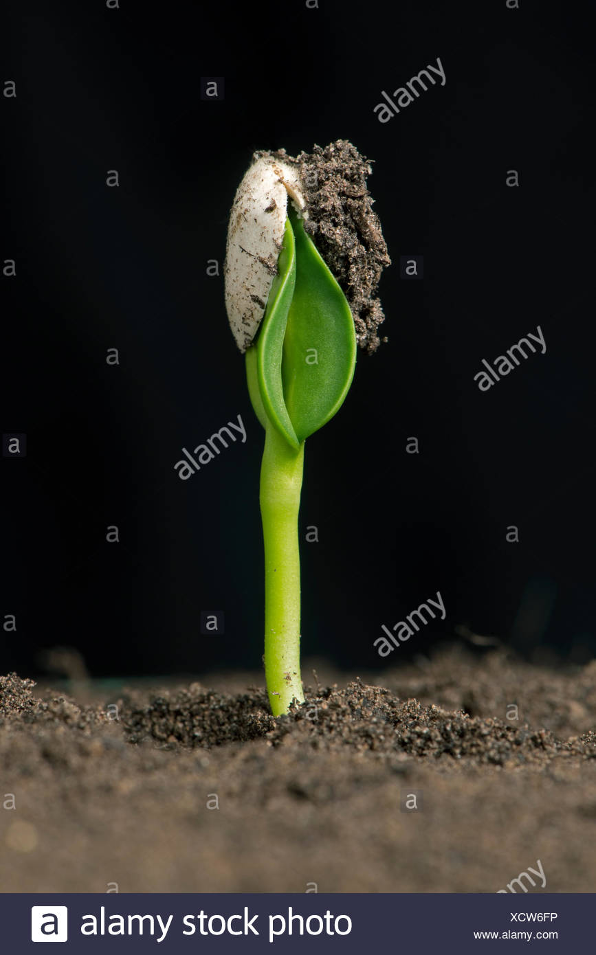 Cotyledon Seed Leaves High Resolution Stock Photography and Images - Alamy