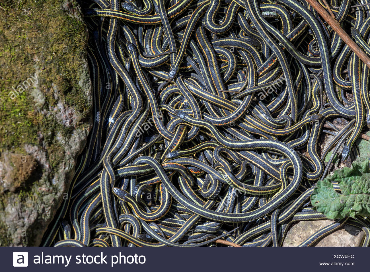 Red Garter Snake High Resolution Stock Photography and Images - Alamy
