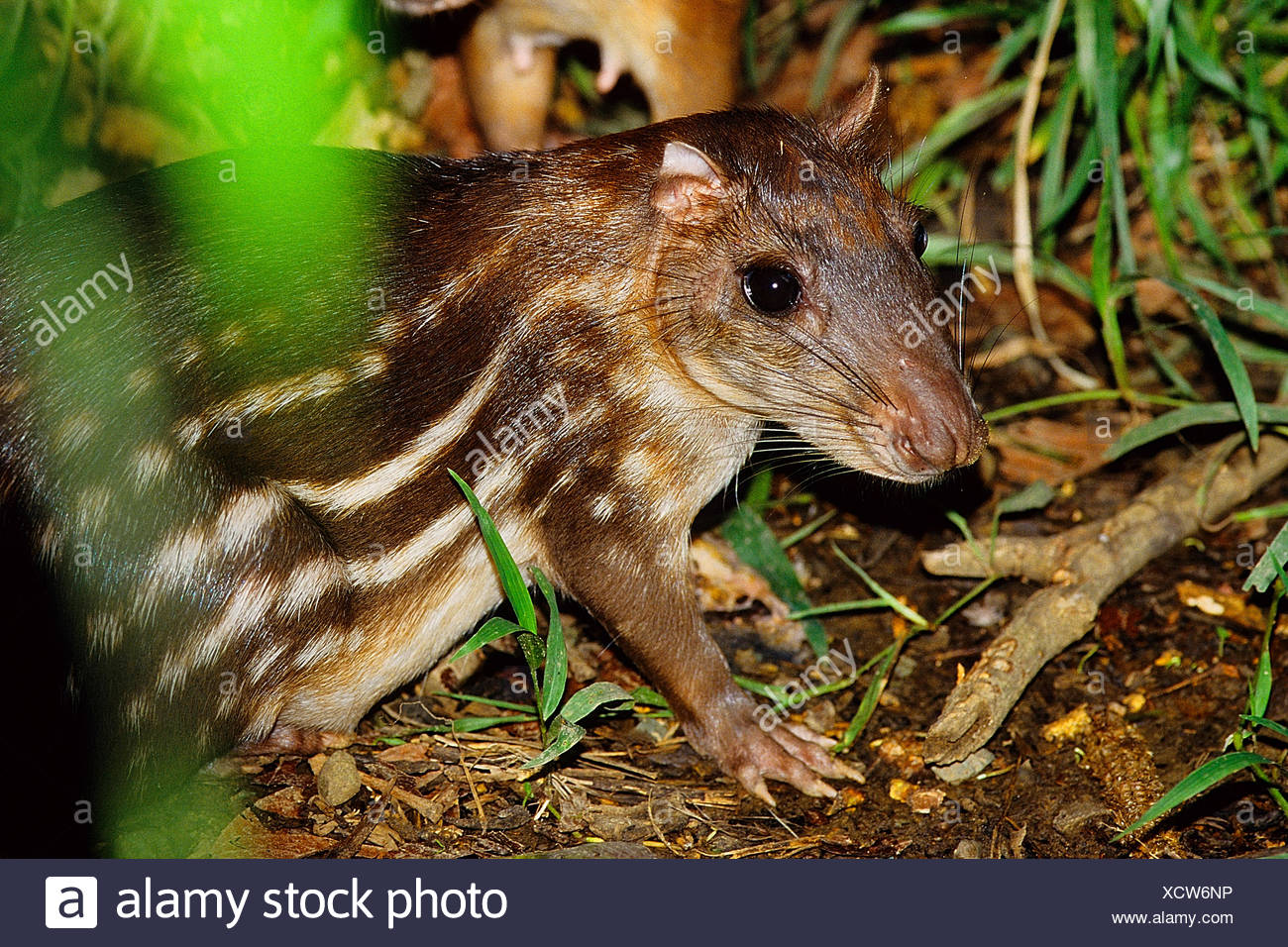 Paca Animal High Resolution Stock Photography and Images - Alamy