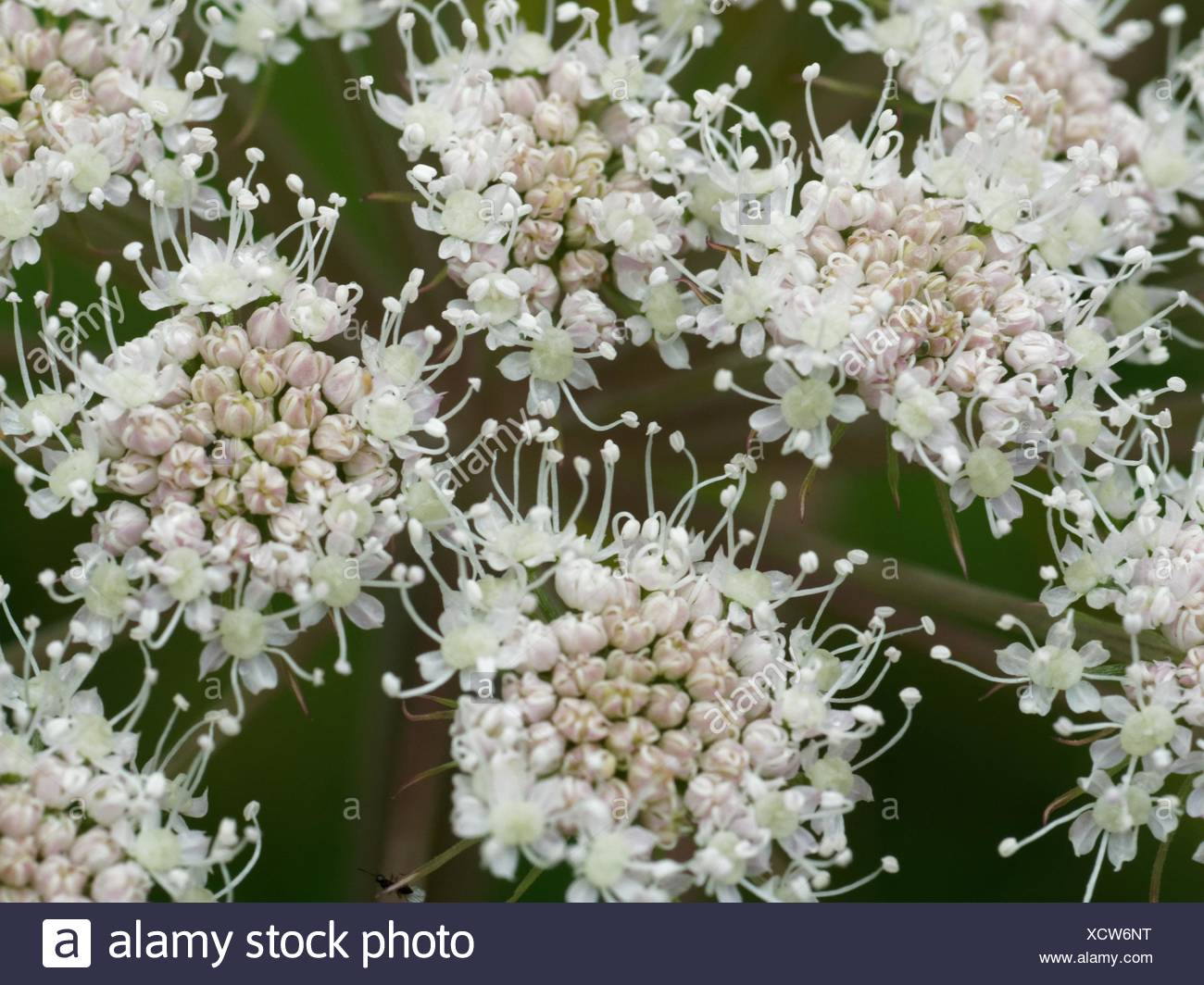 Conium Maculatum Poison Hemlock High Resolution Stock Photography and ...
