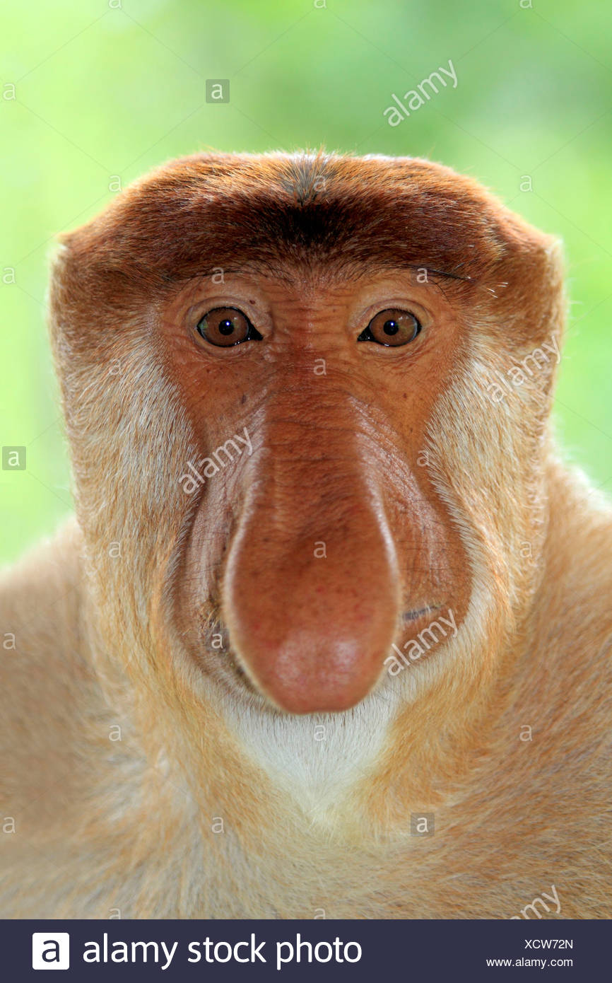 Monkey Heads High Resolution Stock Photography and Images - Alamy