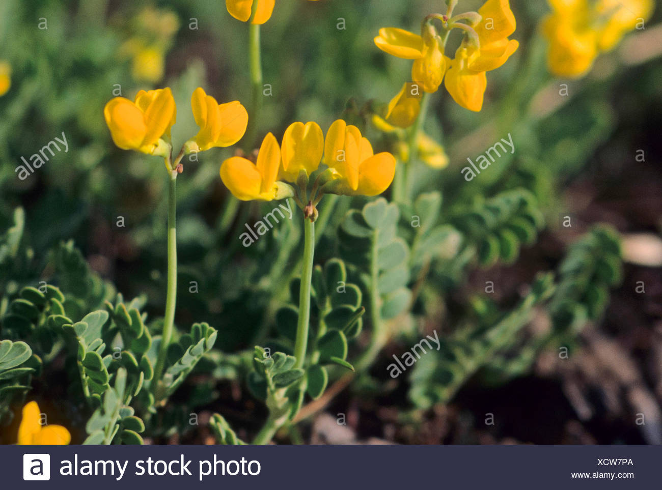 Coronilla Vaginata High Resolution Stock Photography and Images - Alamy