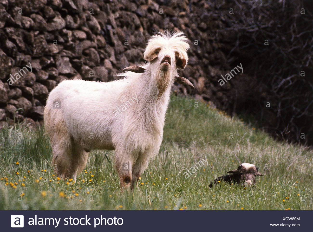Long Haired Goats High Resolution Stock Photography and Images - Alamy