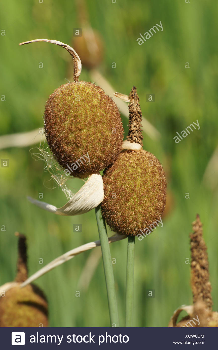 Dwarf Bulrush High Resolution Stock Photography and Images - Alamy