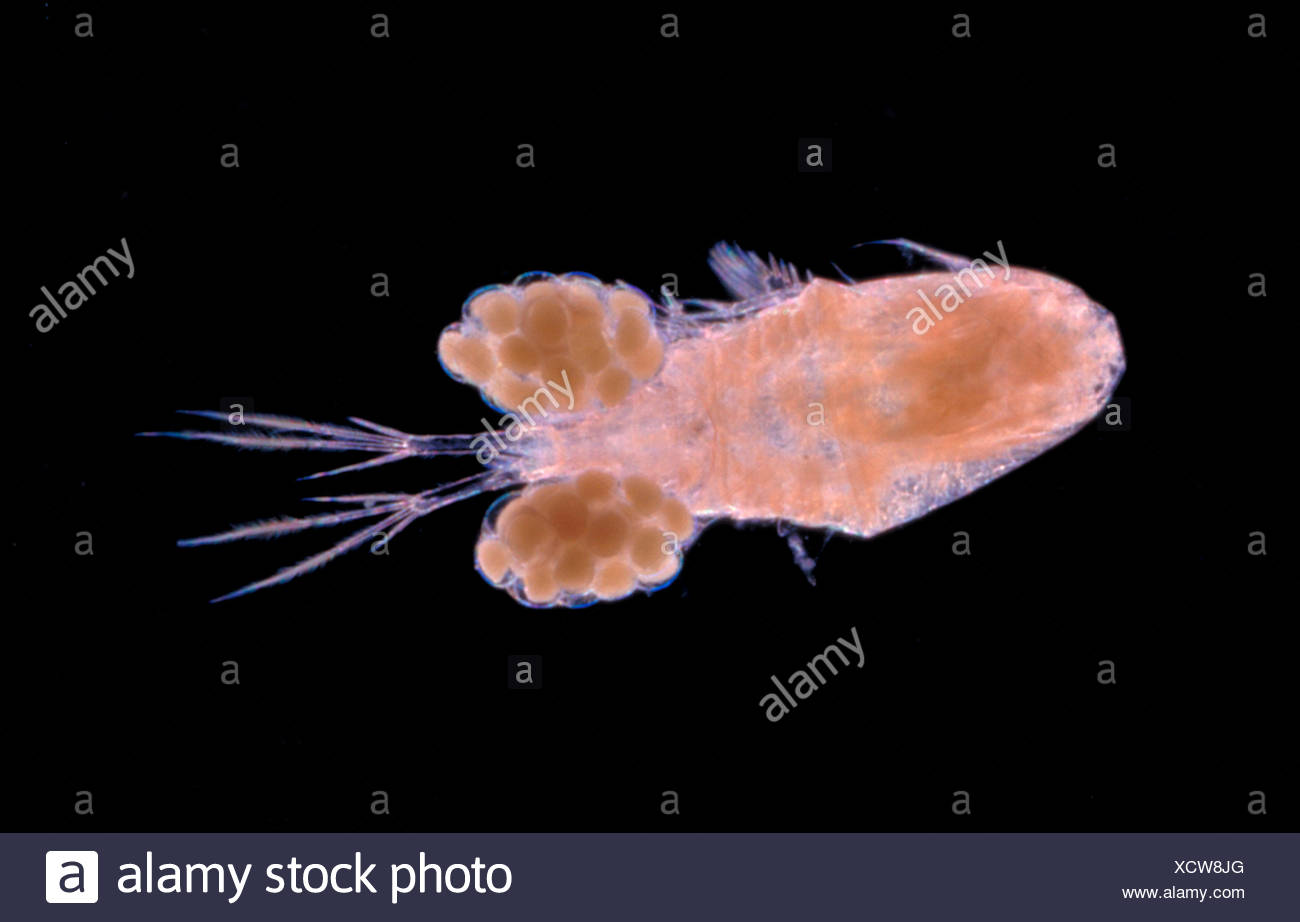 Cyclops Copepod Stock Photos & Cyclops Copepod Stock Images - Alamy