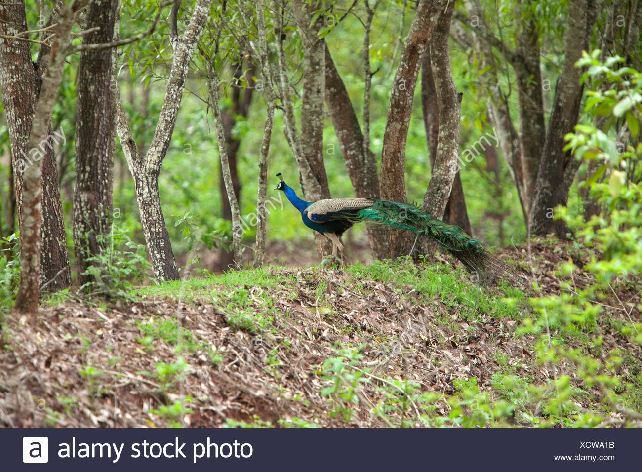 Dandeli India High Resolution Stock Photography and Images - Alamy