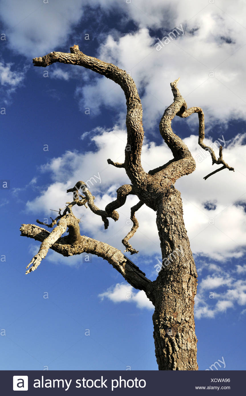 Stunted Stock Photos & Stunted Stock Images - Alamy