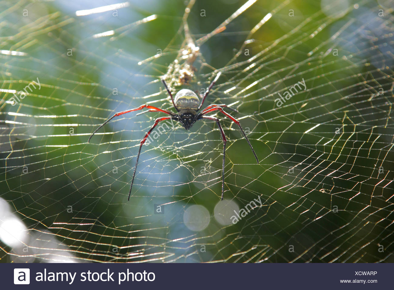 Spiders Of Southeast Asia Stock Photos & Spiders Of Southeast Asia ...