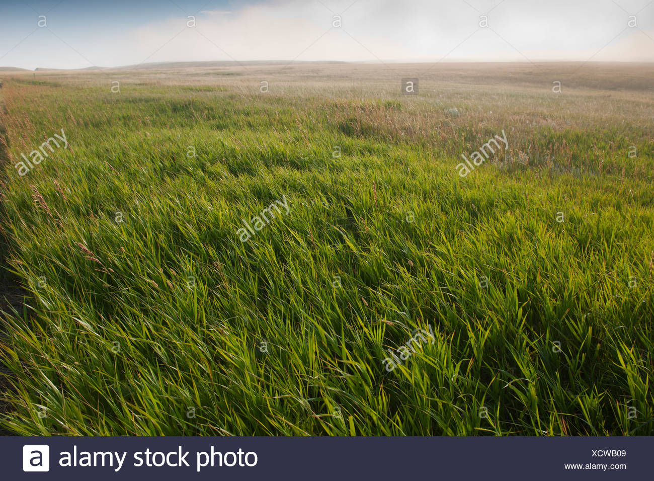 Prairie Grassland High Resolution Stock Photography and Images - Alamy