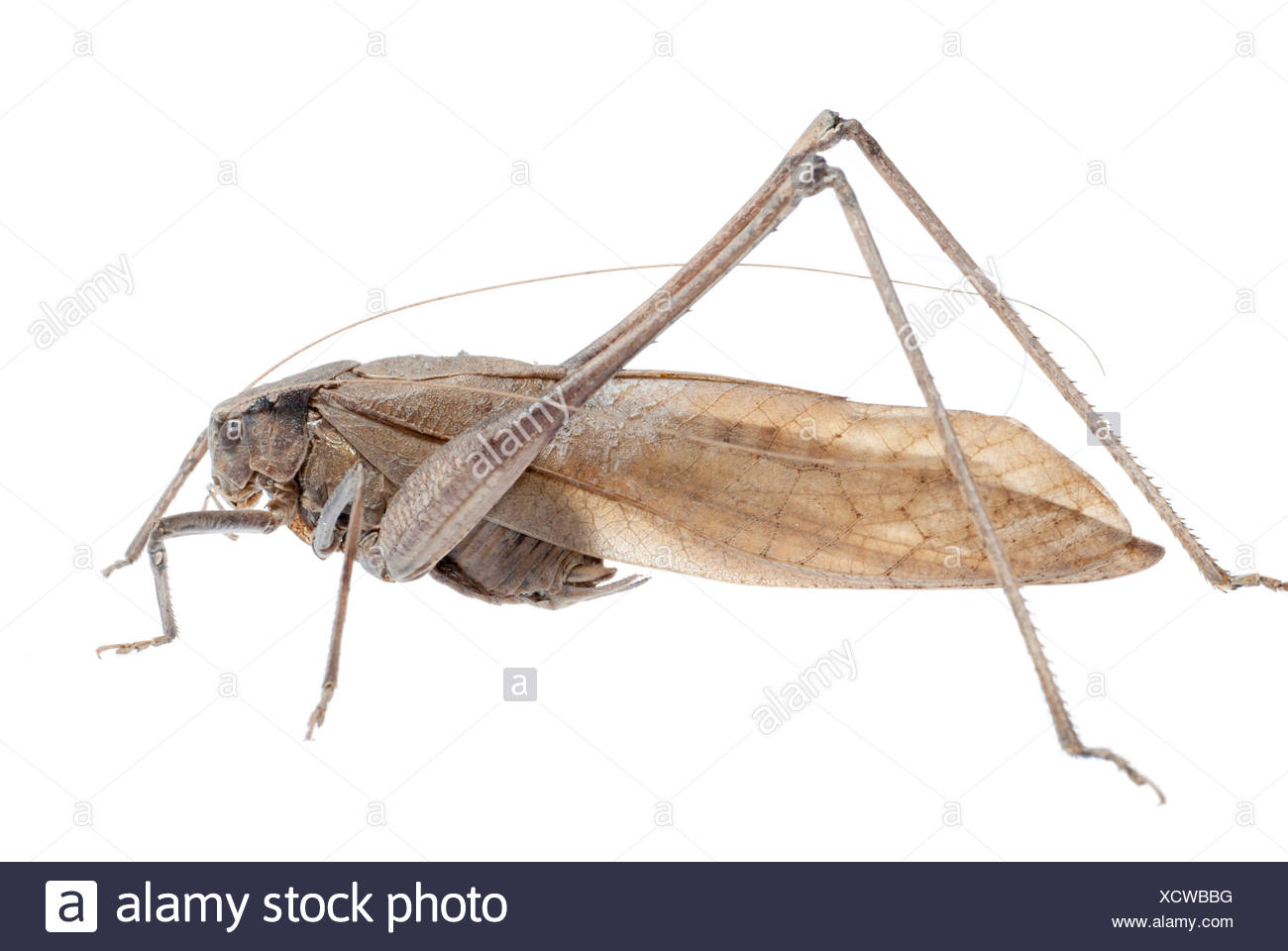 Brown Katydid High Resolution Stock Photography and Images - Alamy