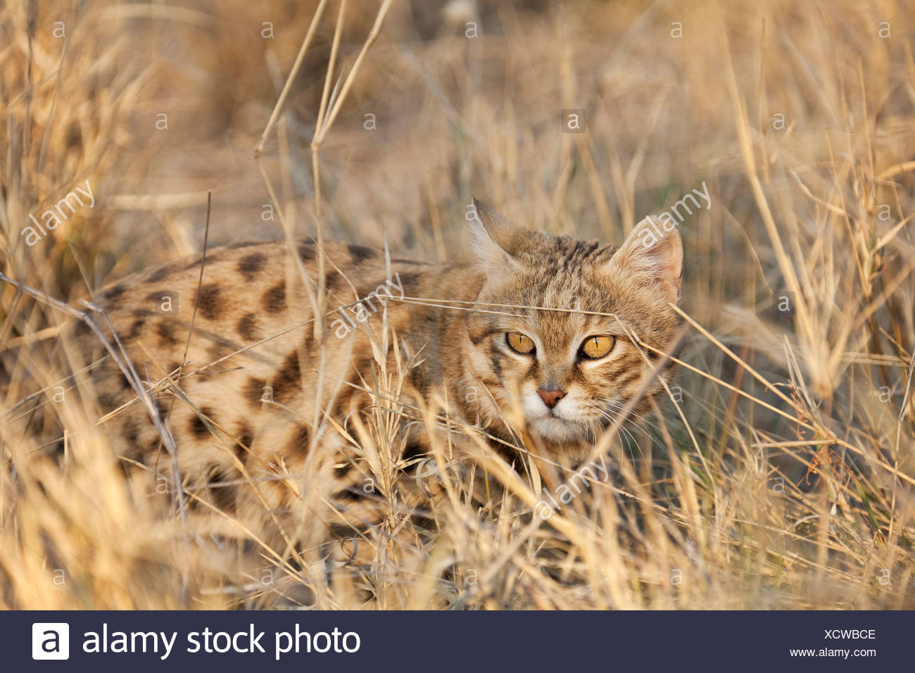 Black Footed Cats High Resolution Stock Photography and Images - Alamy