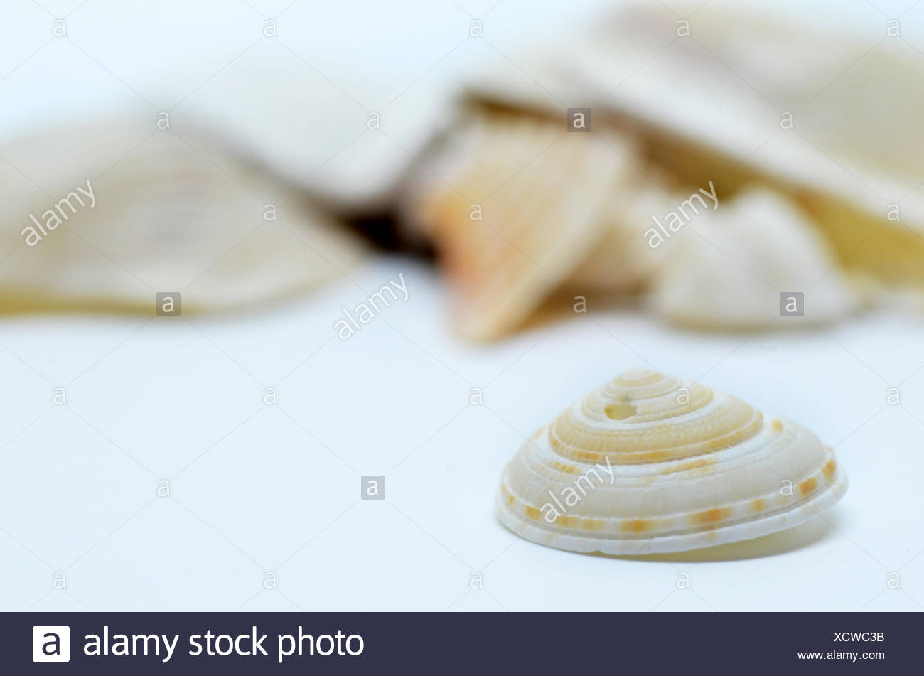 Live Conch High Resolution Stock Photography and Images - Alamy