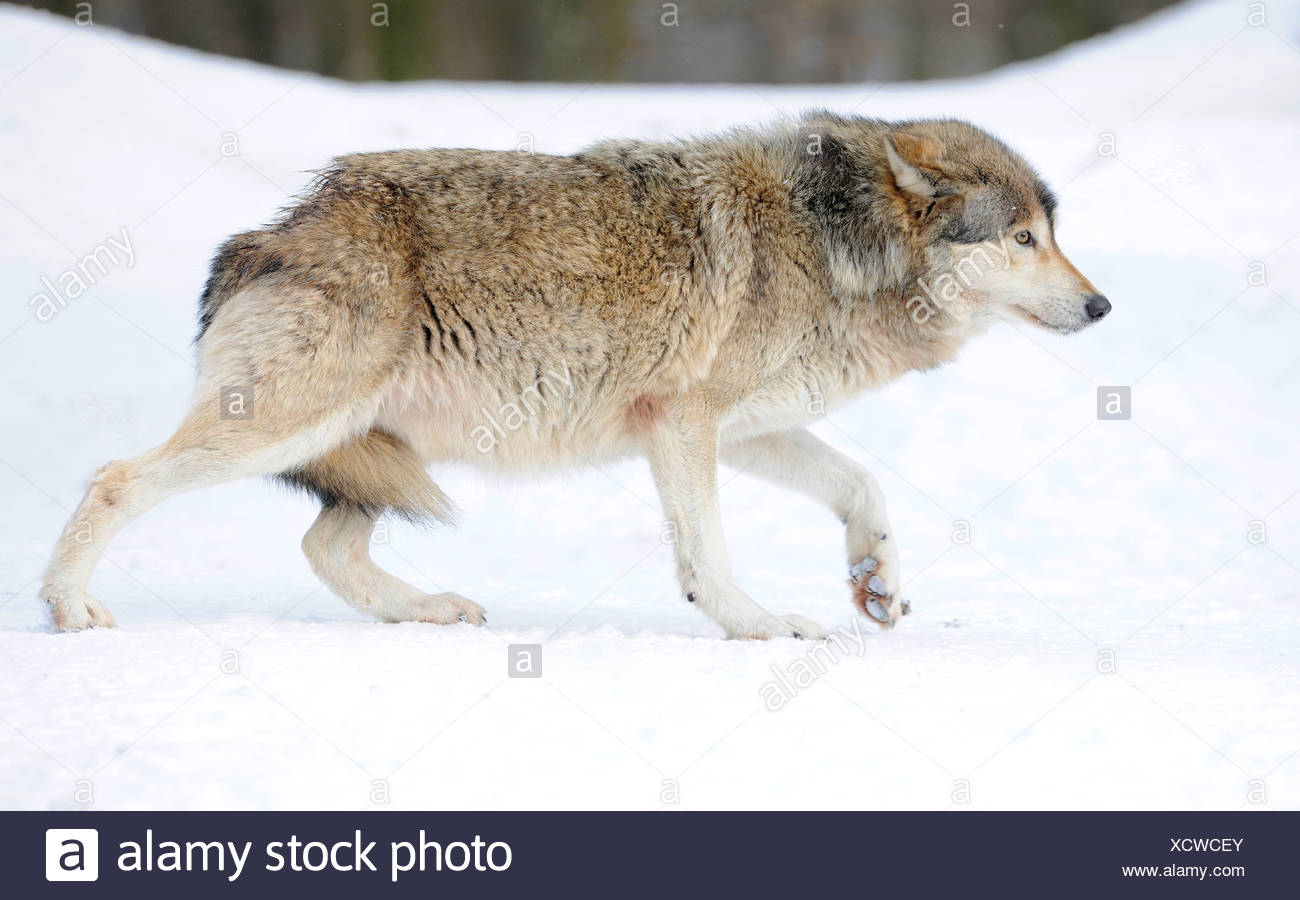 Tail Tails Between Legs High Resolution Stock Photography and Images ...