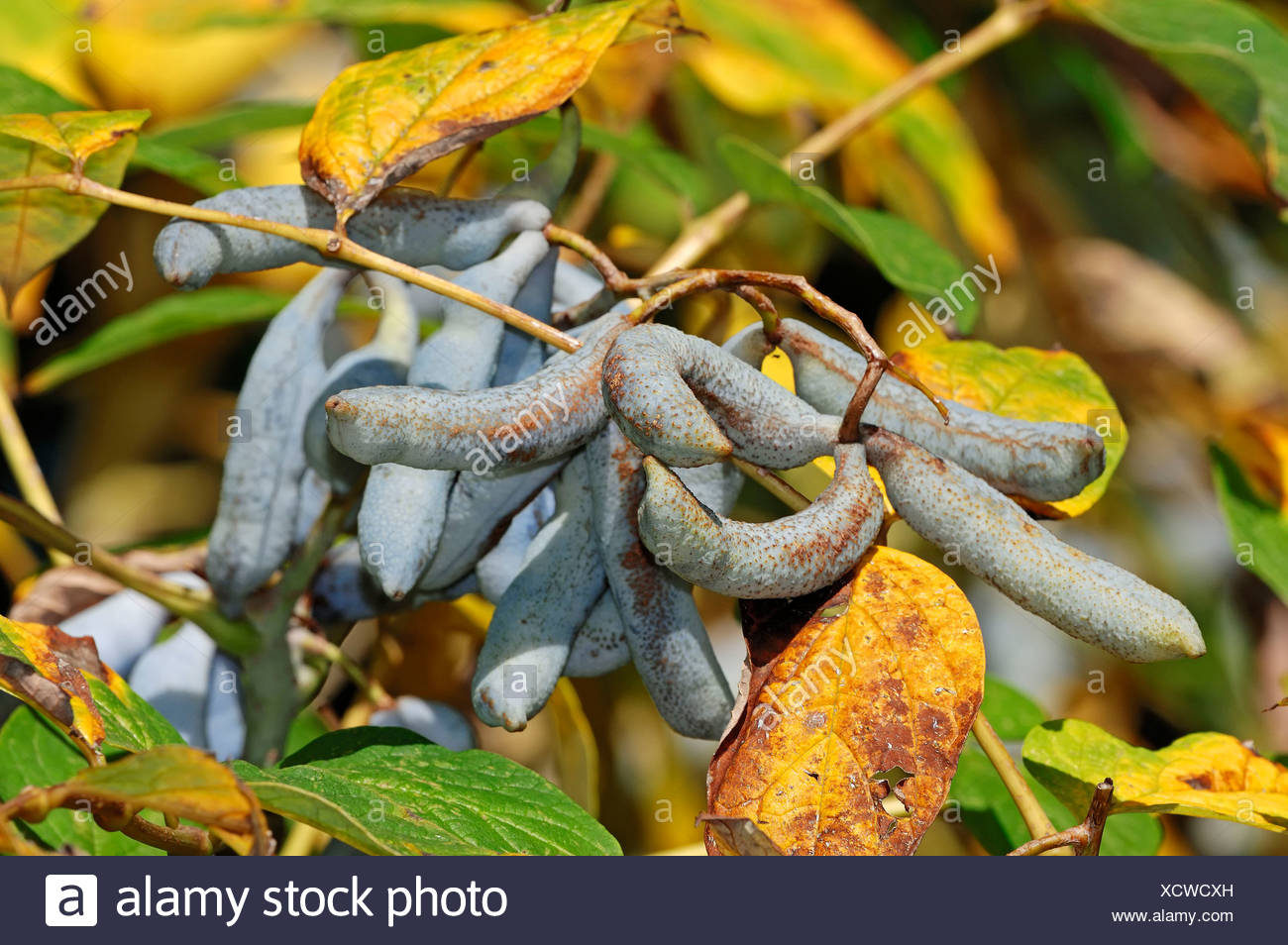 Blue Bean Shrub High Resolution Stock Photography and Images - Alamy