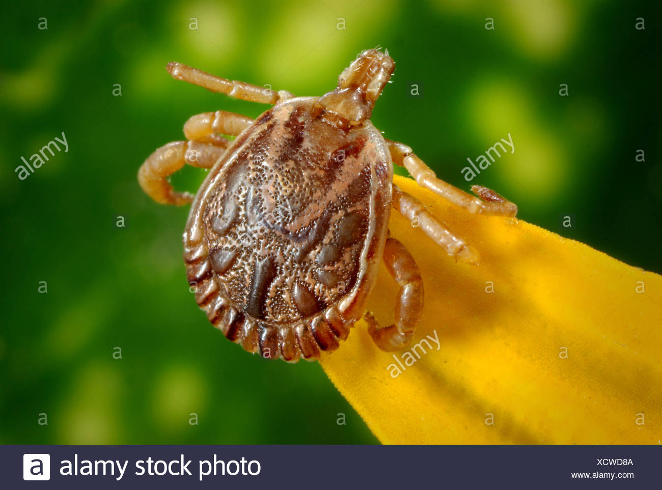 Tick High Resolution Stock Photography and Images - Alamy