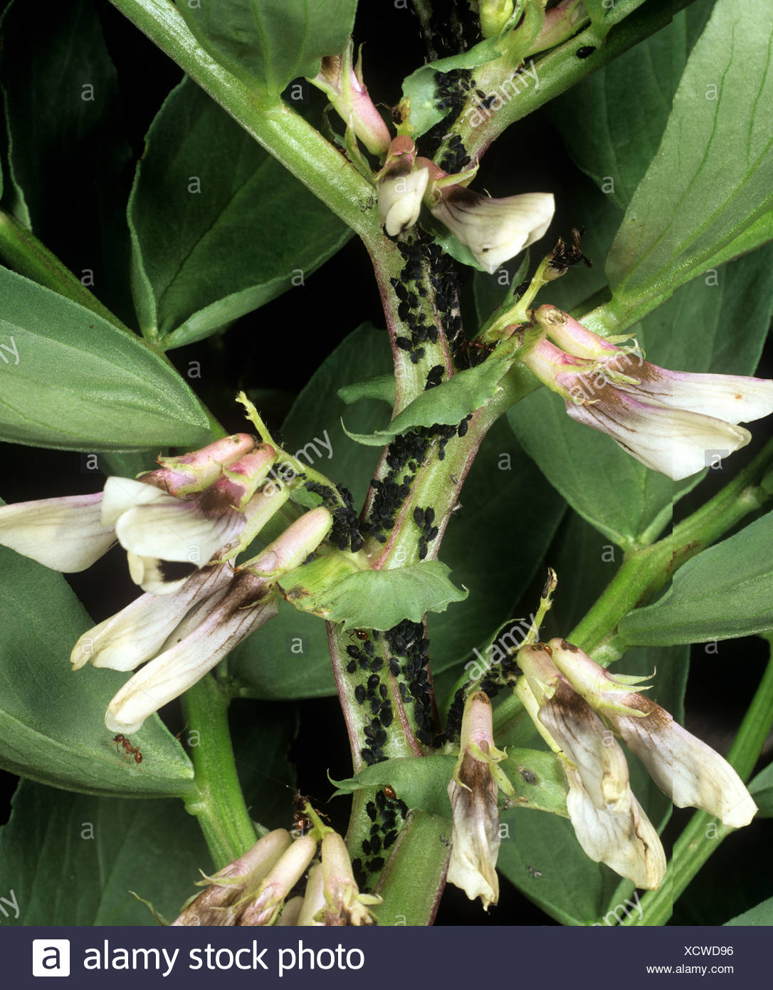Black Bean Aphids High Resolution Stock Photography and Images - Alamy