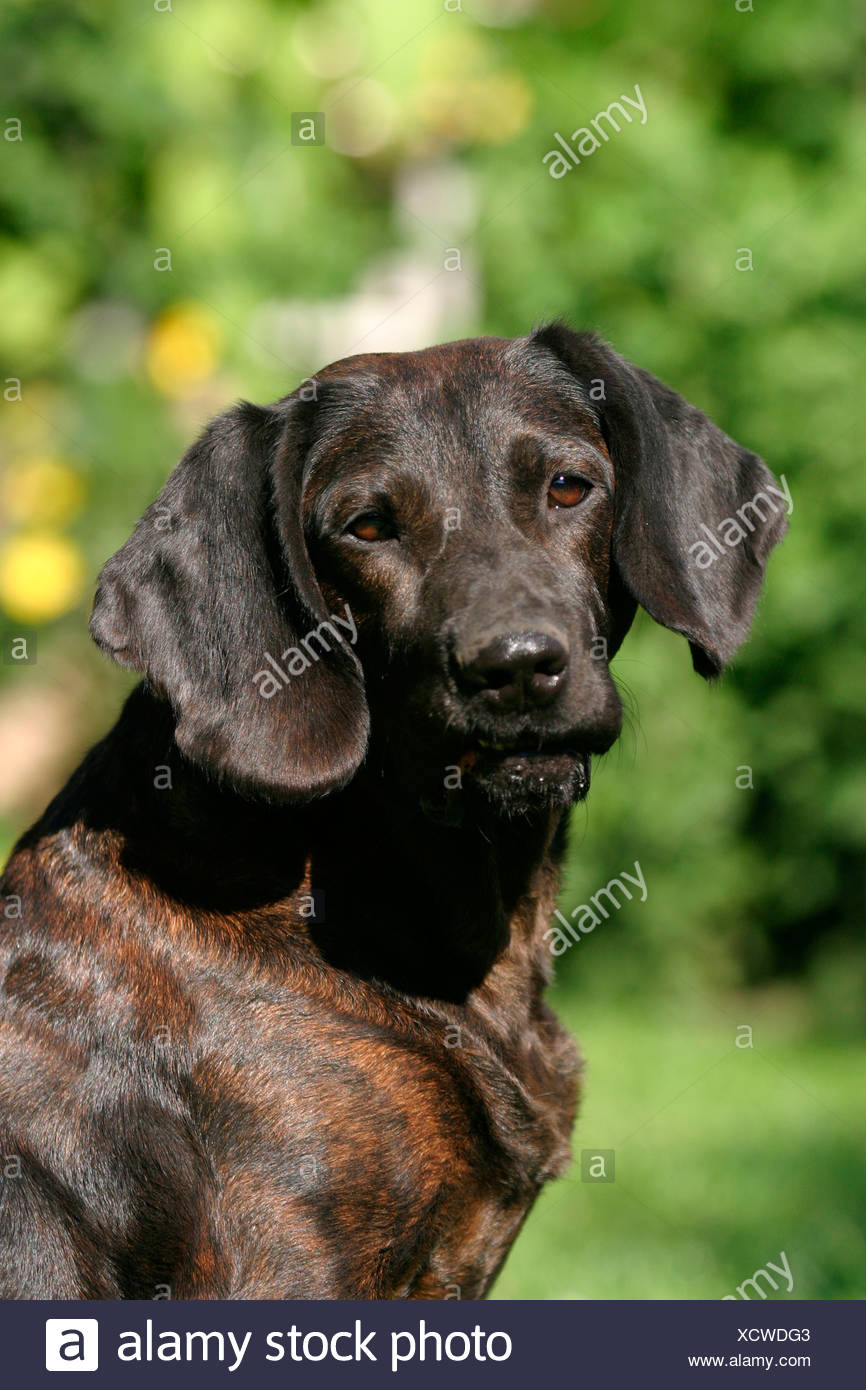 Hannoverscher Schweisshund High Resolution Stock Photography and Images ...