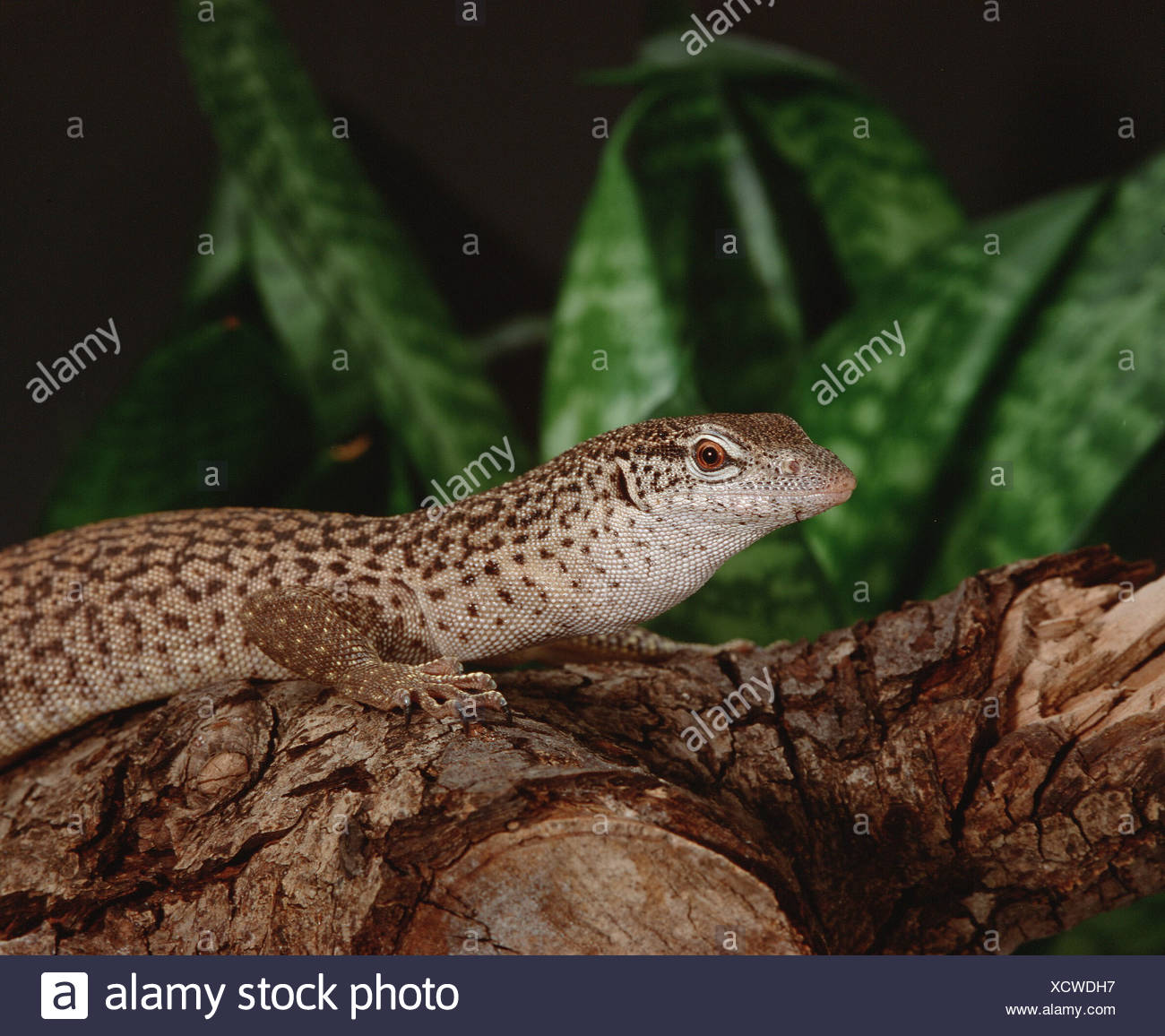 Varanidae High Resolution Stock Photography and Images - Alamy