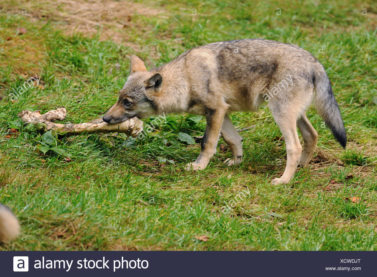 Wolf Eating Grass High Resolution Stock Photography and Images - Alamy