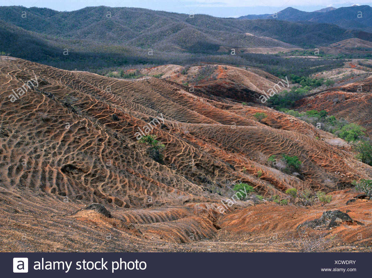 Deforestation High Resolution Stock Photography and Images - Alamy