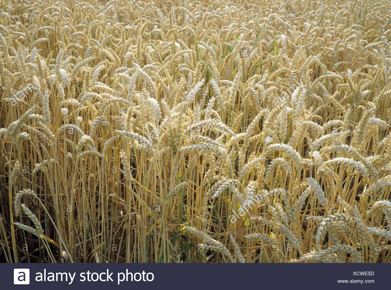 Weizenaehren High Resolution Stock Photography and Images - Alamy