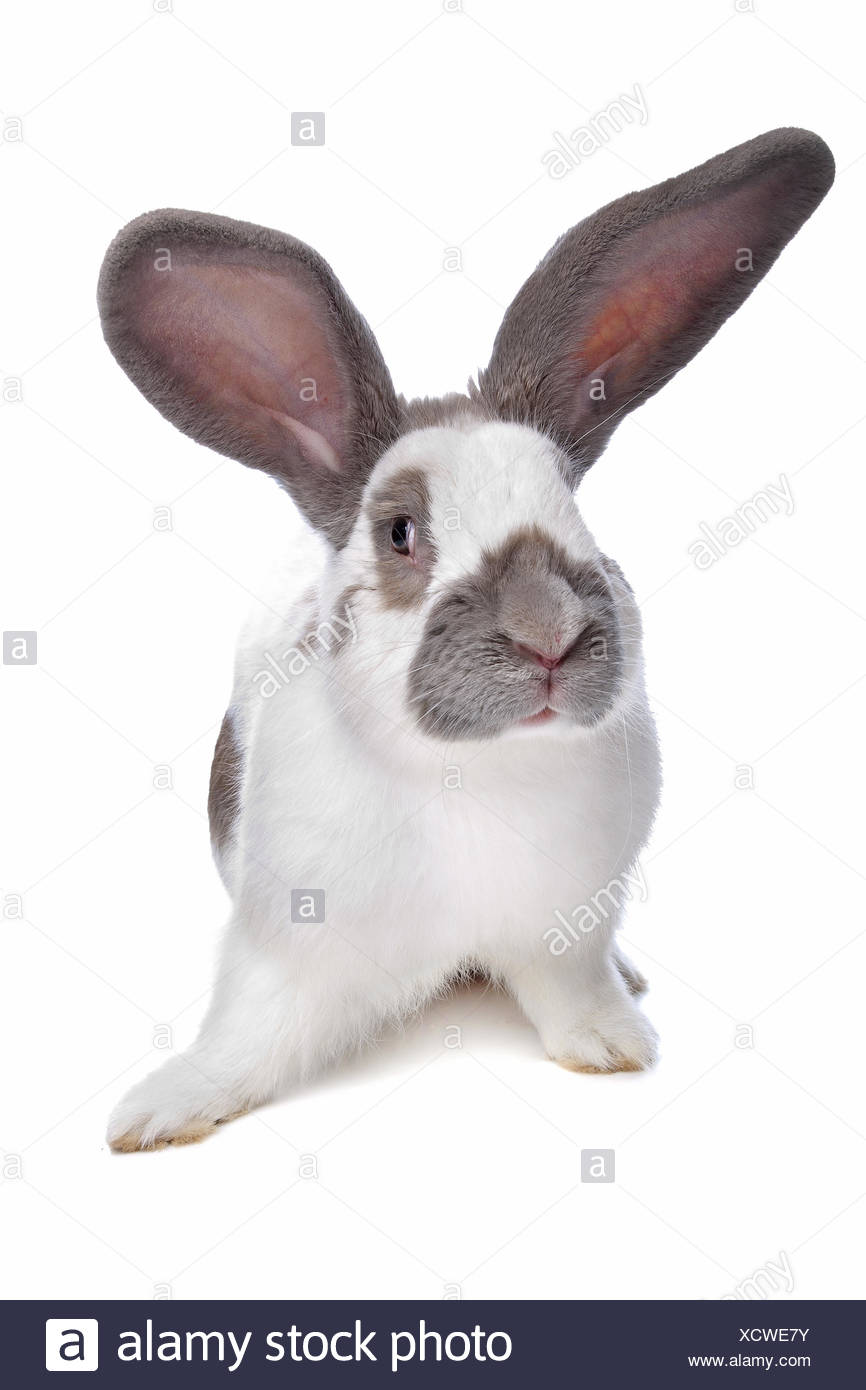Rabbit Conejo High Resolution Stock Photography and Images - Alamy