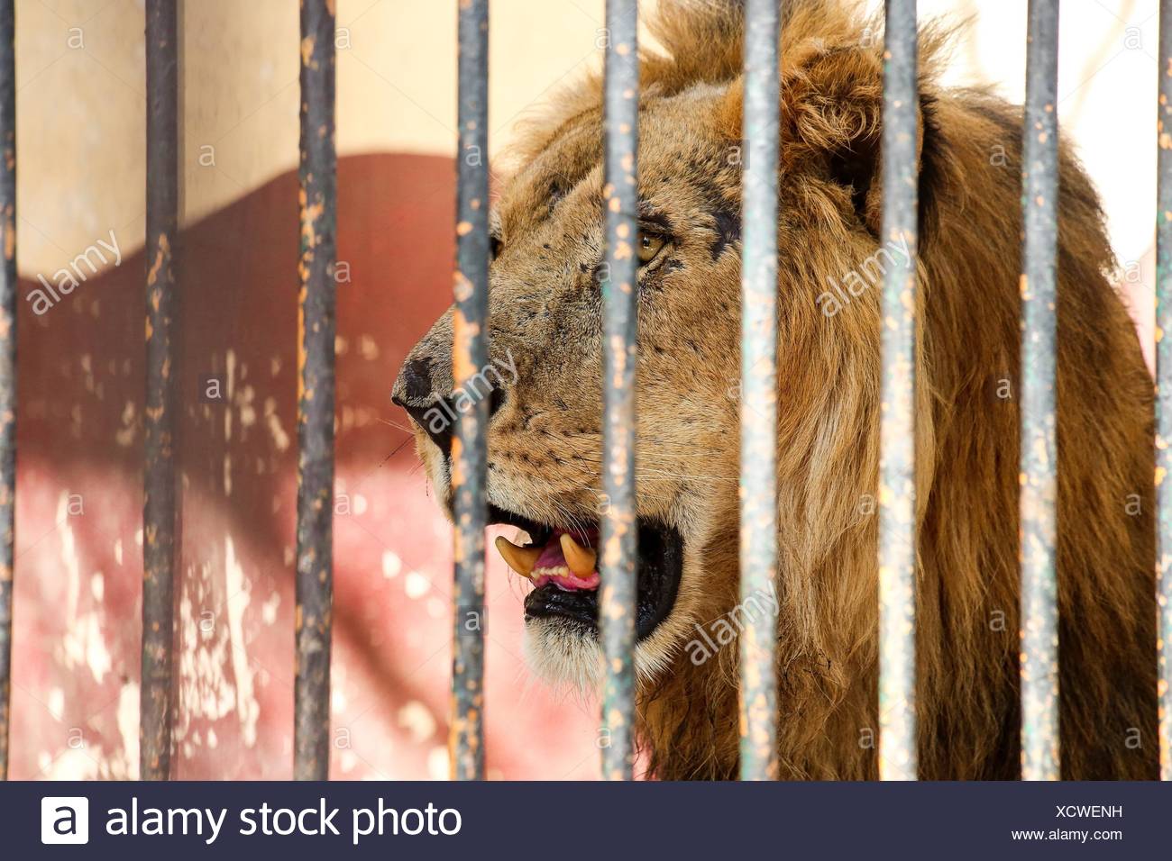 Lion Zoo Cage High Resolution Stock Photography and Images - Alamy