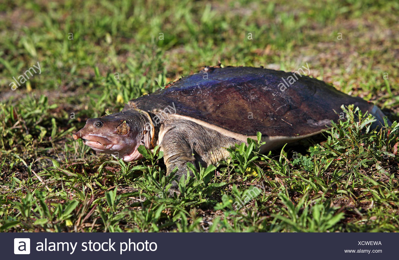 Florida Softshell Turtles High Resolution Stock Photography and Images ...