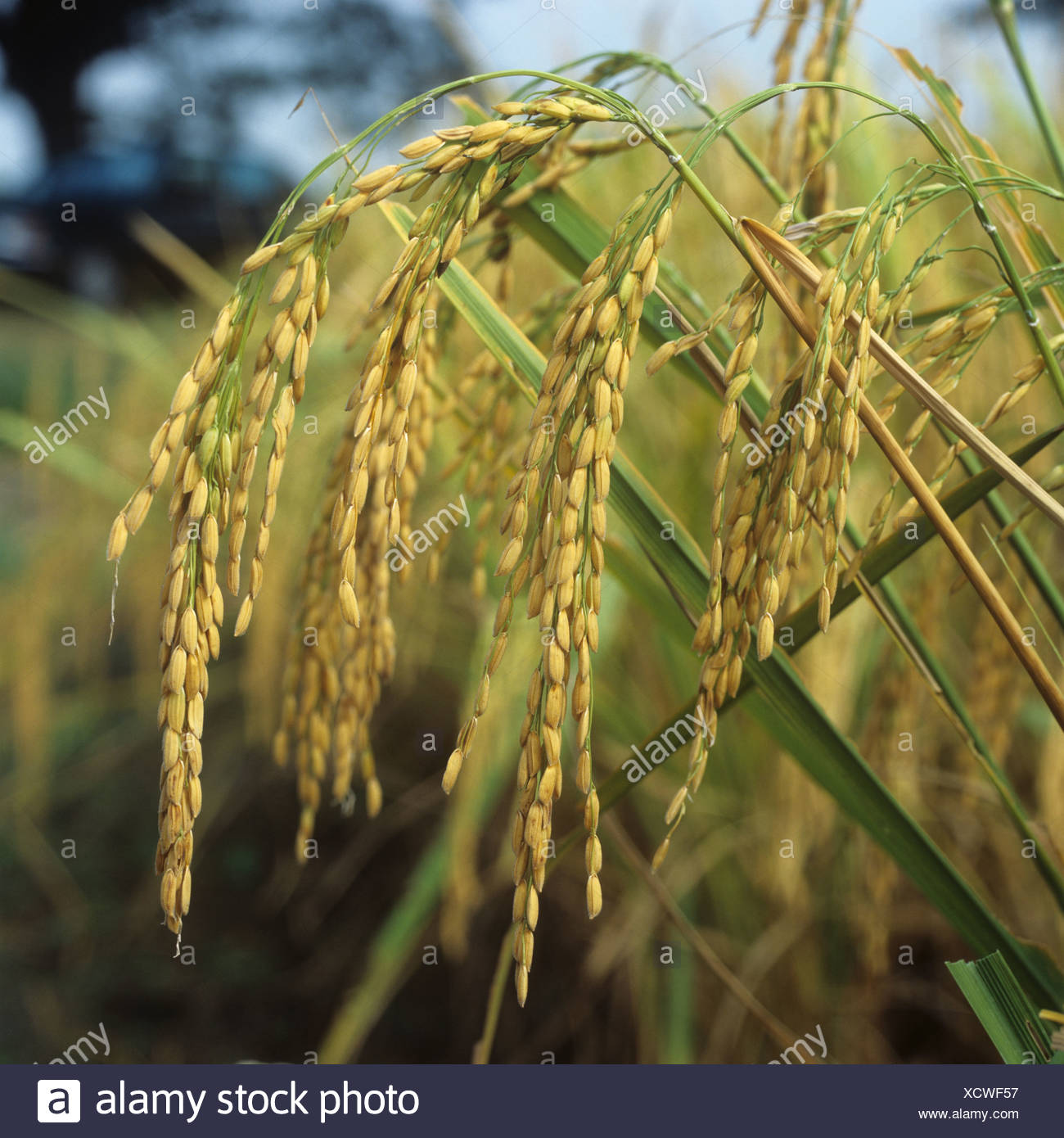 Asian Rice Plant Oryza Sativa High Resolution Stock Photography and ...