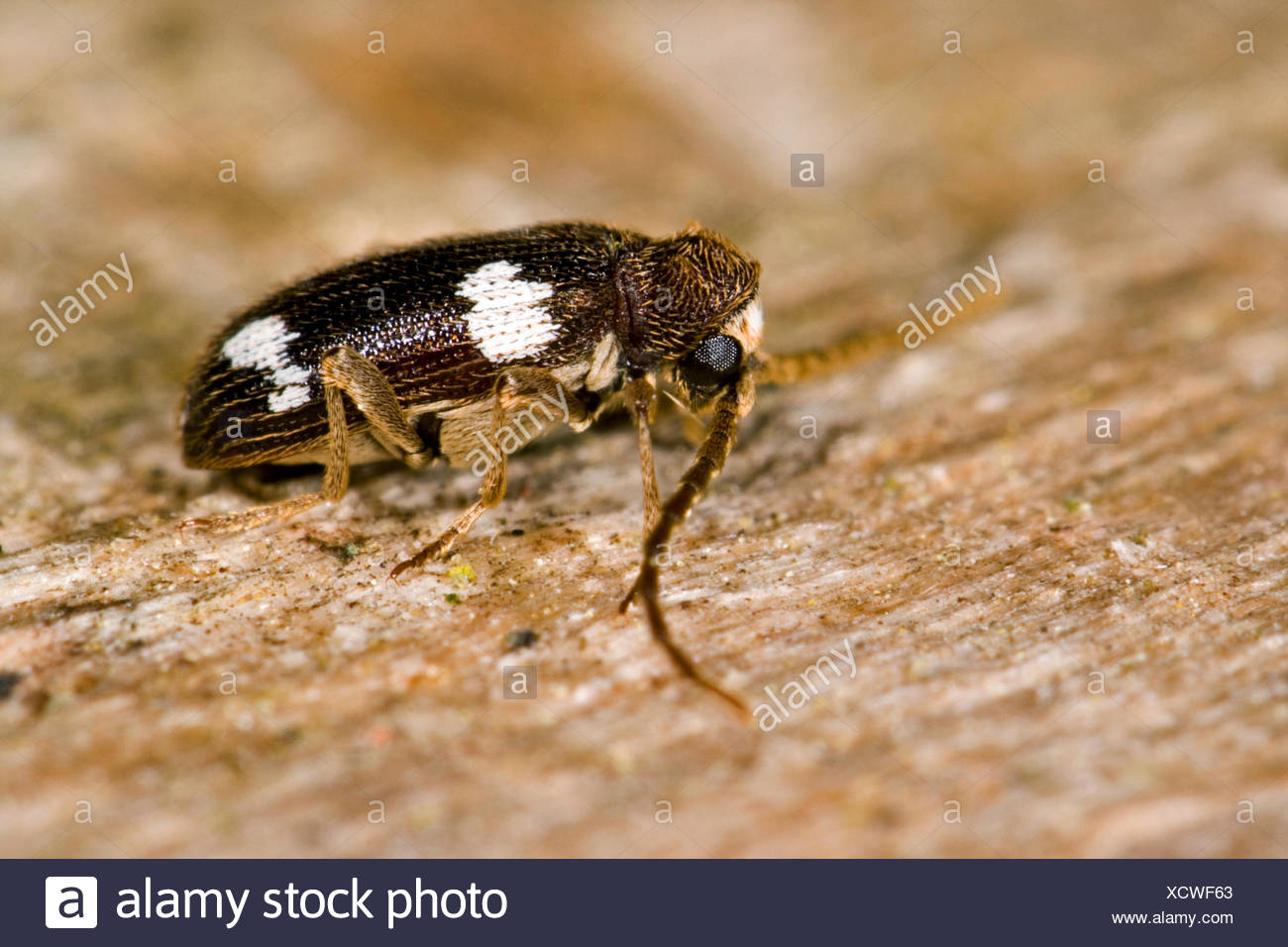 Brown Hairy Beetle High Resolution Stock Photography and Images - Alamy