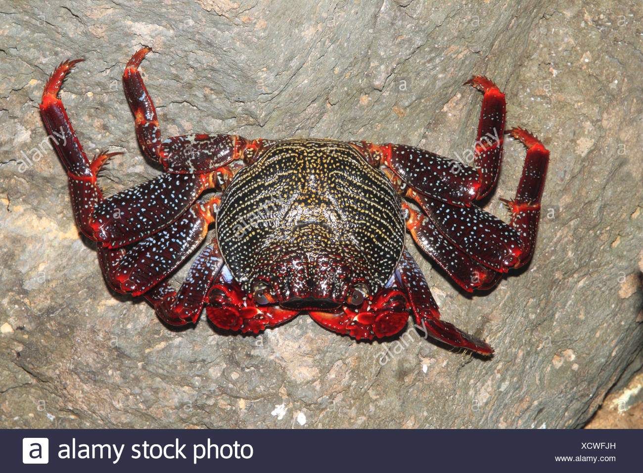 Grapsus High Resolution Stock Photography and Images - Alamy
