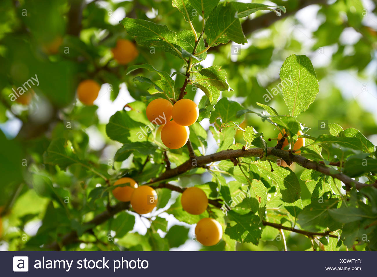 Greengages Prunus Domestica High Resolution Stock Photography and ...