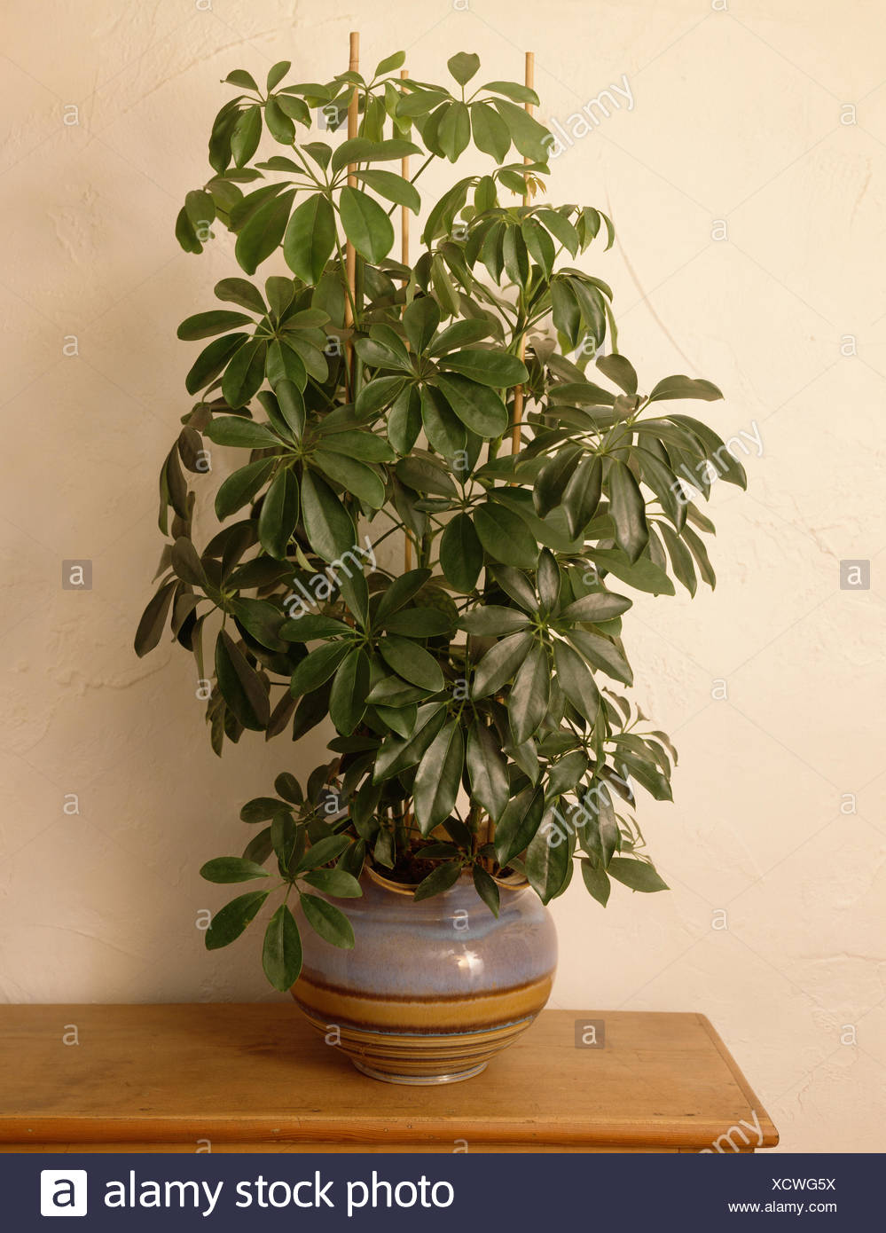 Schefflera High Resolution Stock Photography and Images - Alamy