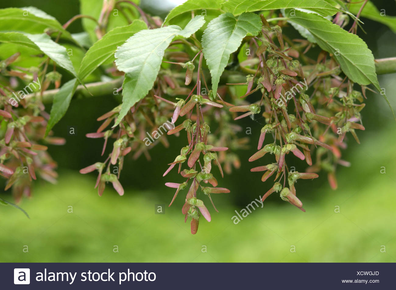 Chinese Maple Tree High Resolution Stock Photography and Images - Alamy