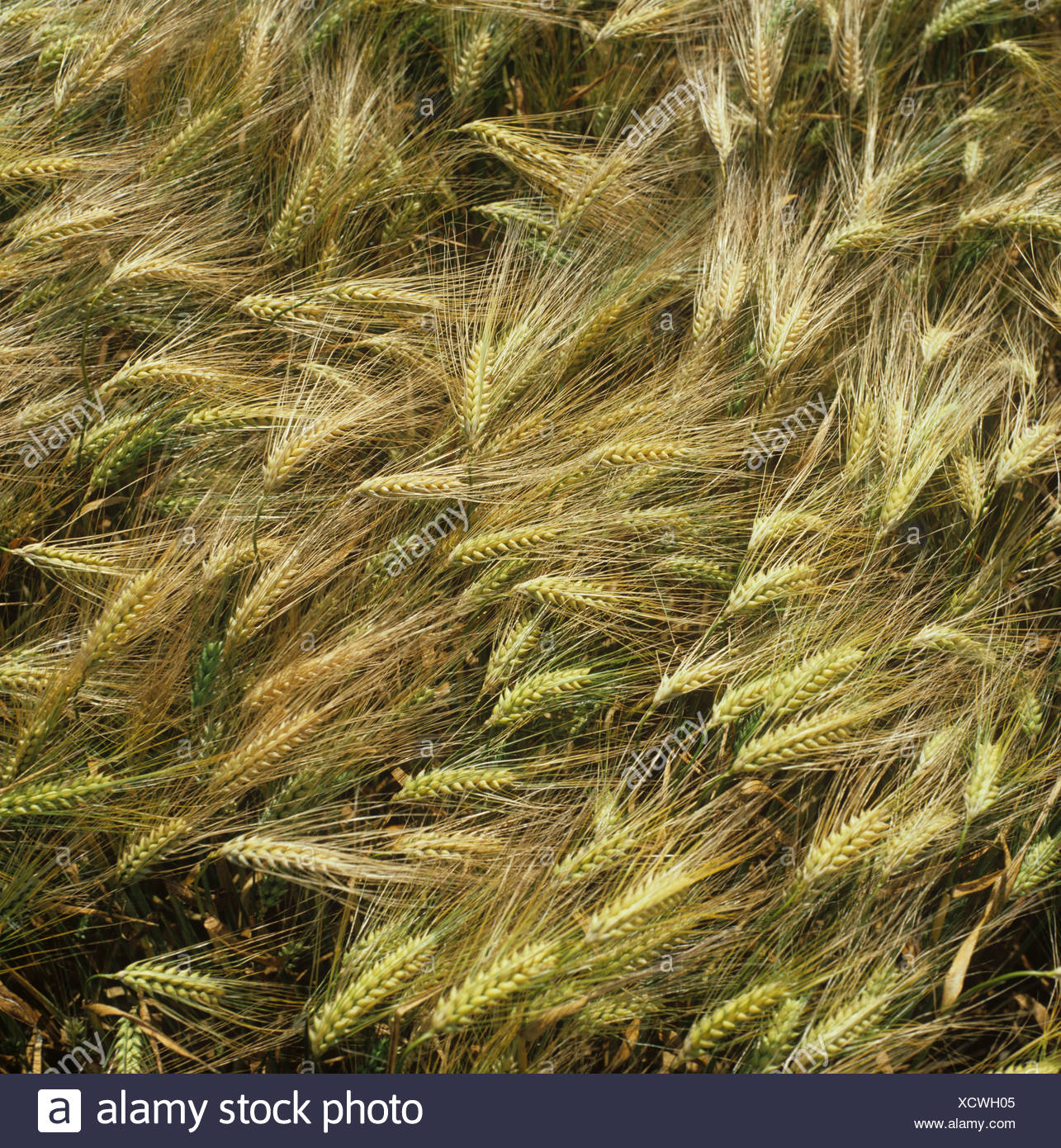 Six Row Barley High Resolution Stock Photography and Images - Alamy