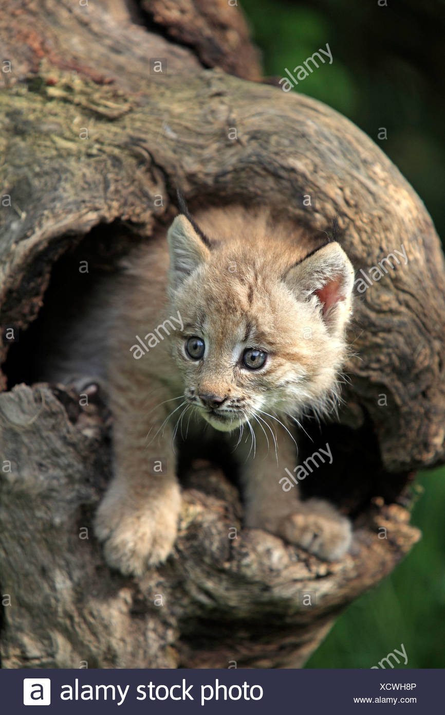 Canada Lynx High Resolution Stock Photography and Images - Alamy