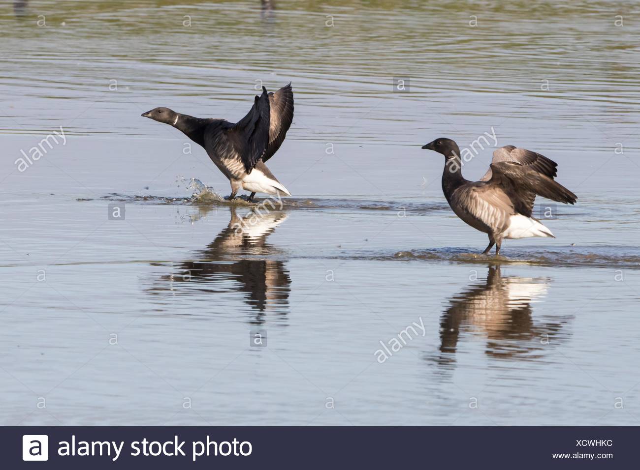 Black Brant Stock Photos & Black Brant Stock Images - Alamy