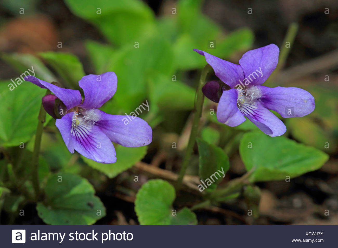 Veilchen Violett Stock Photos & Veilchen Violett Stock Images - Alamy