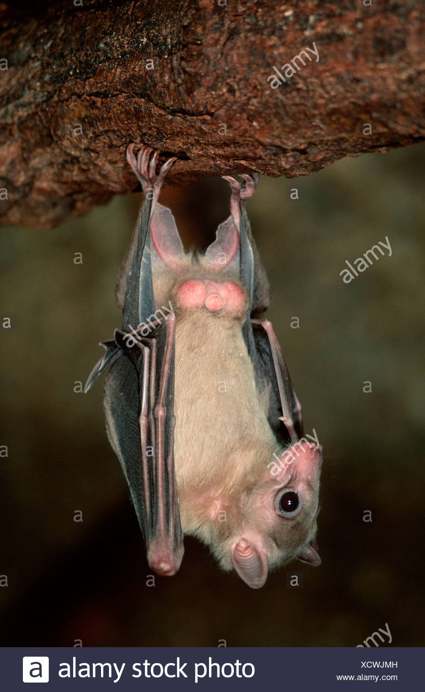 Egyptian Fruit Bats High Resolution Stock Photography and Images - Alamy