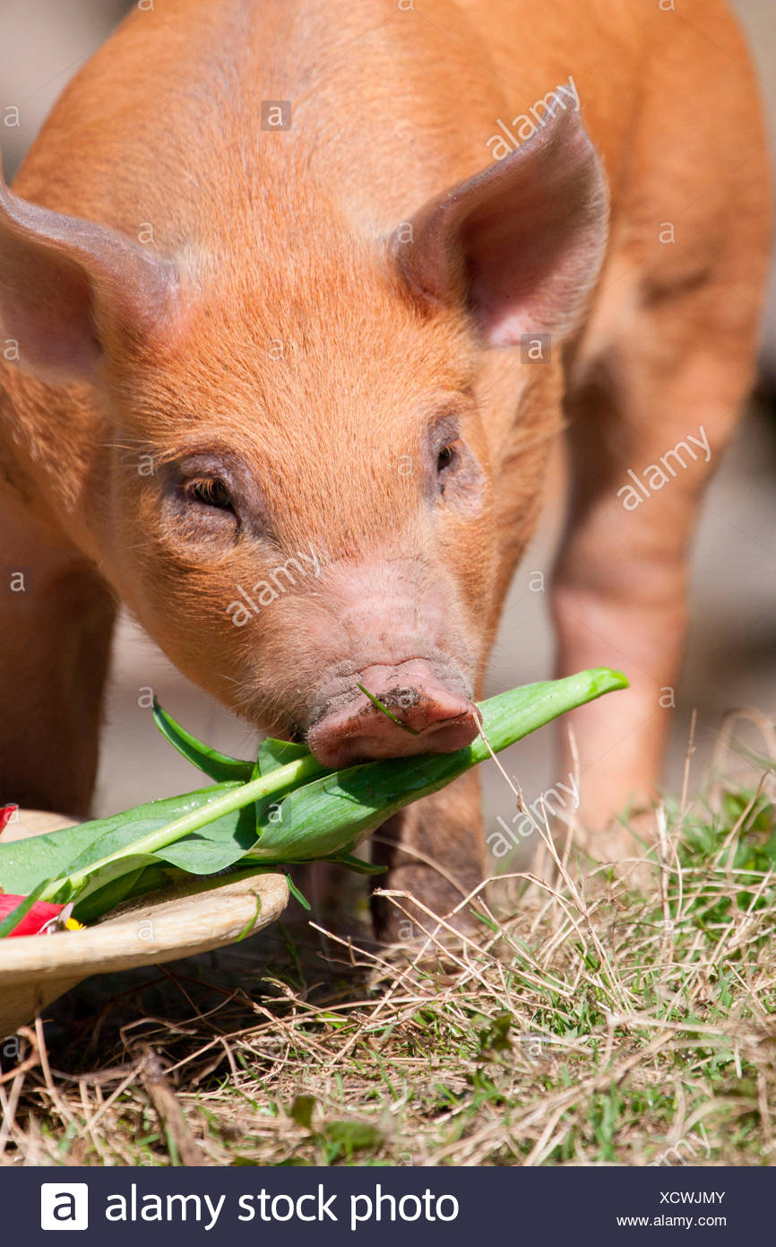 Duroc Hog High Resolution Stock Photography and Images - Alamy