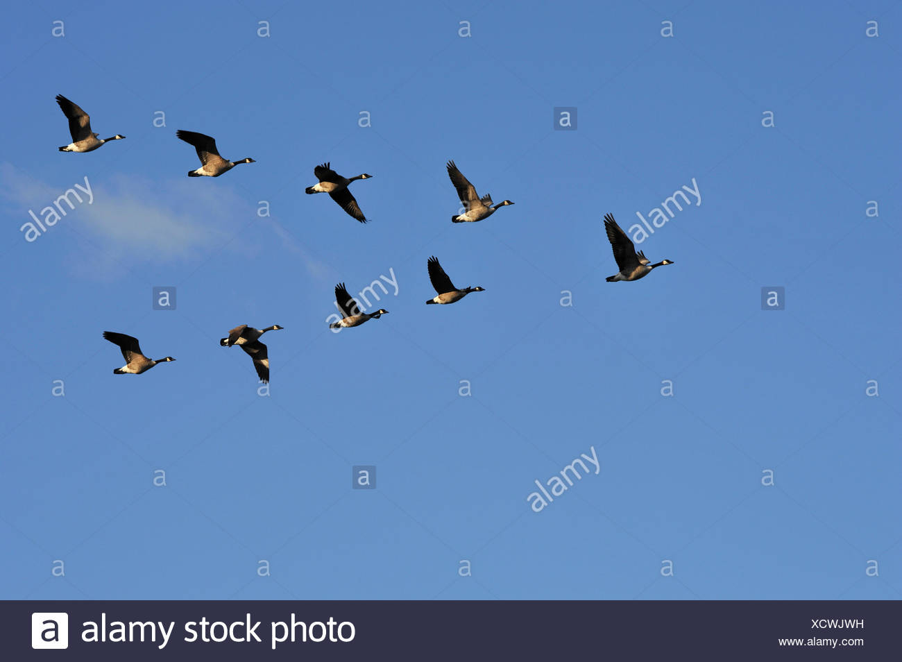 Geese Flying Formation High Resolution Stock Photography and Images - Alamy
