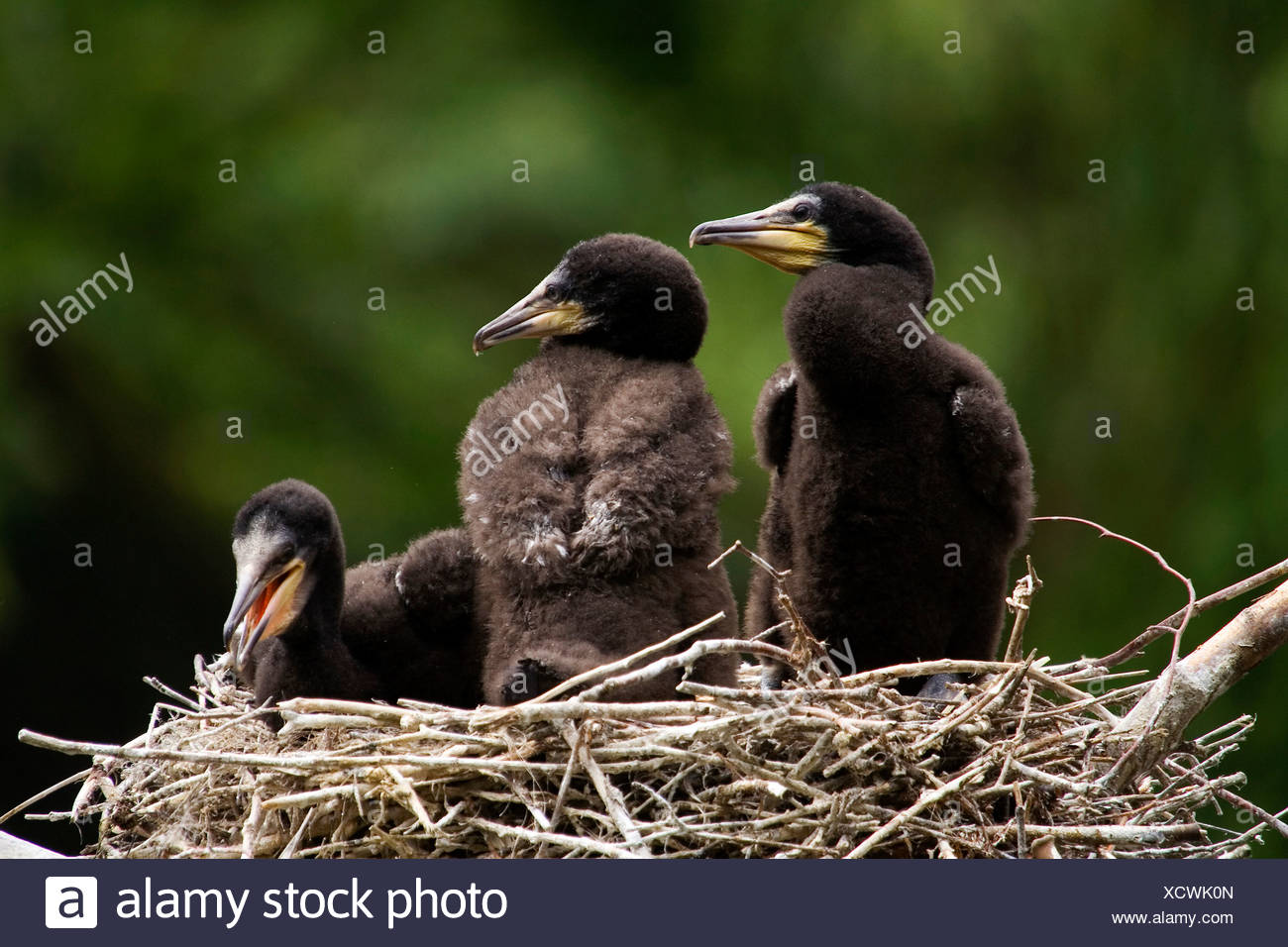 Cormorant And Chick Stock Photos & Cormorant And Chick Stock Images - Alamy