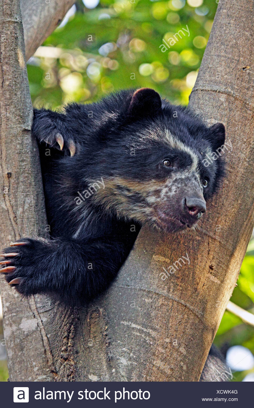 Spectacled Bear In Tree High Resolution Stock Photography and Images ...