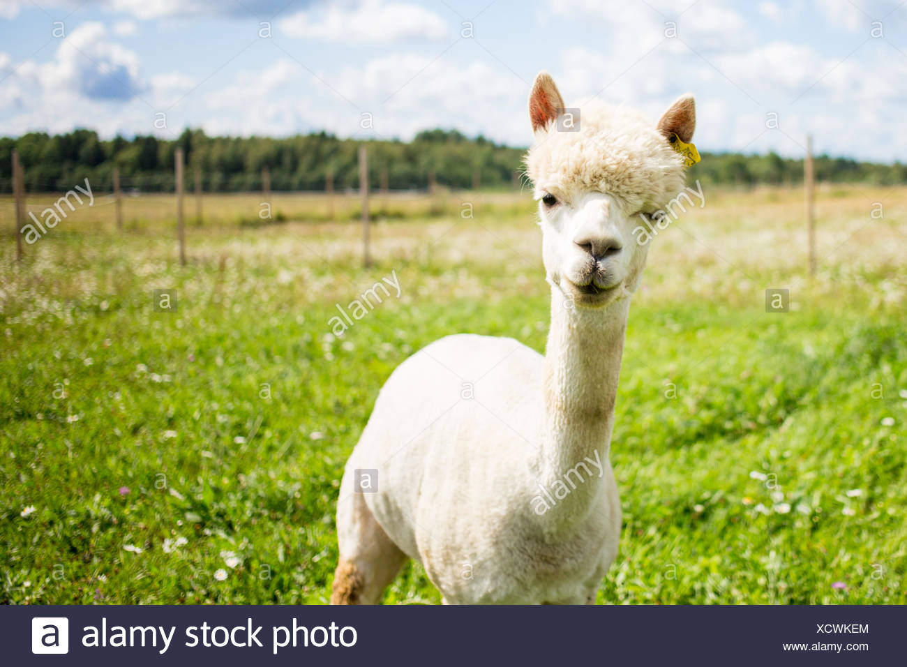 An Alpaca Stock Photos & An Alpaca Stock Images - Alamy