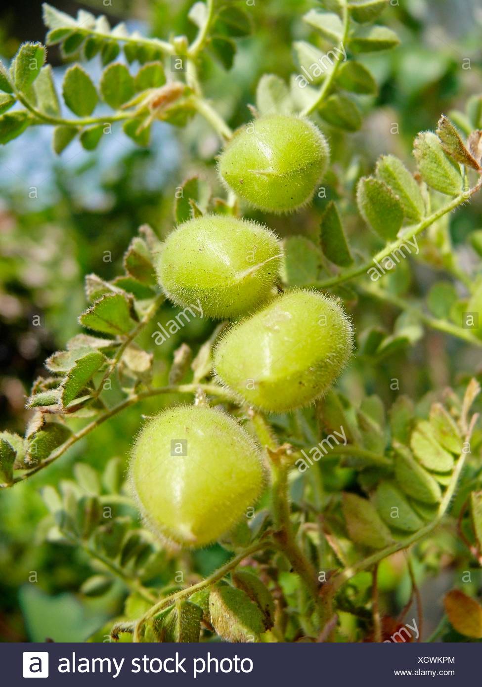 Plant Of Gram Stock Photos & Plant Of Gram Stock Images - Alamy