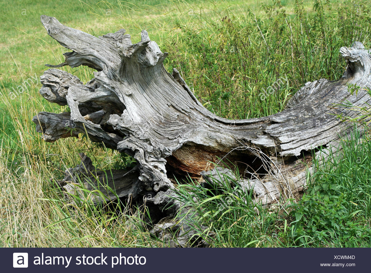 Decorticated Stock Photos & Decorticated Stock Images - Alamy