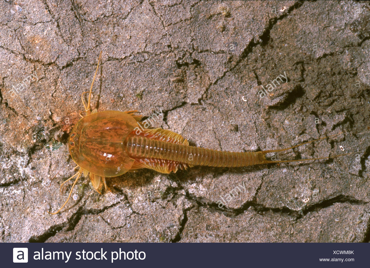 Triops Spec High Resolution Stock Photography and Images - Alamy